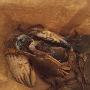 CAPITAL SEAFOOD MARKET - 25 Photos & 33 Reviews - Seafood Markets - 676 ...