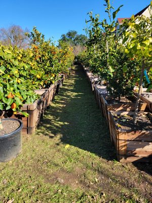 Trees Outlet Updated June 2026 63 Photos And 28 Reviews 9149 Gerber