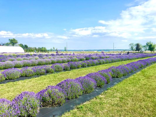 NEOB LAVENDER - Updated June 2025 - 76 Photos & 16 Reviews - 933 ...