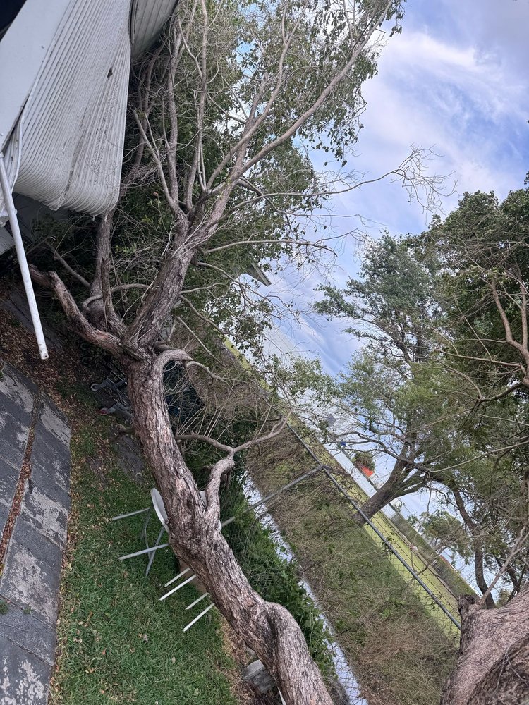 ARBOL PRO SERVICES - Updated April 2025 - Request a Quote - 4405 Edward ...