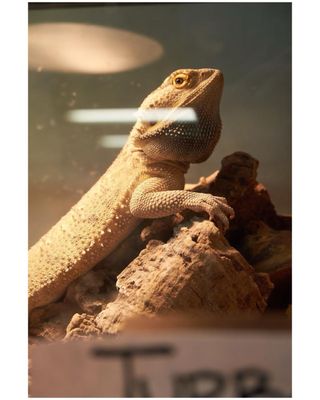 THE ANIMAL CONNECTION - Updated December 2025 - 179 Photos & 295 ...