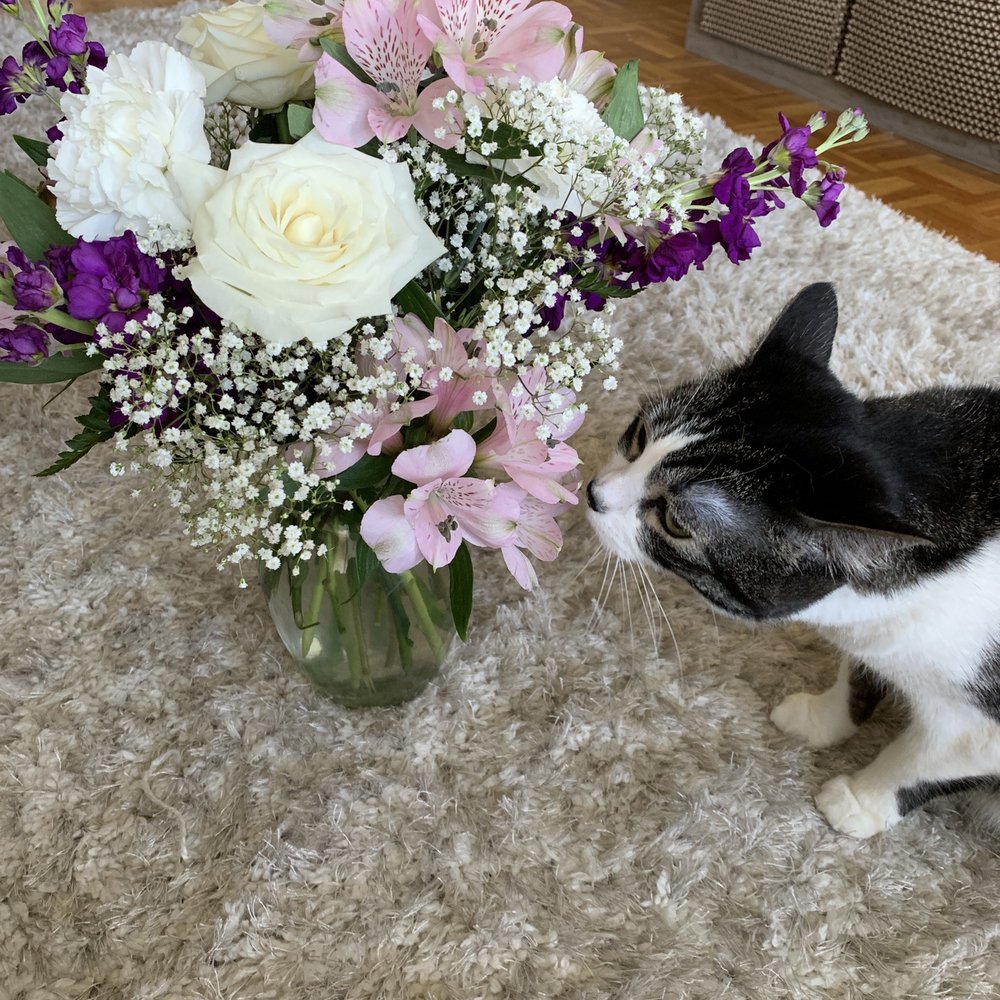 Flowers Near Syracuse Ny | Best Flower Site