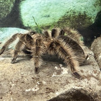 INSECTROPOLIS - Updated October 2025 - 101 Photos & 28 Reviews - 1761 ...