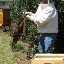 ASAP BEE REMOVAL - 47 Photos & 79 Reviews - Pest Control - 1202 W ...