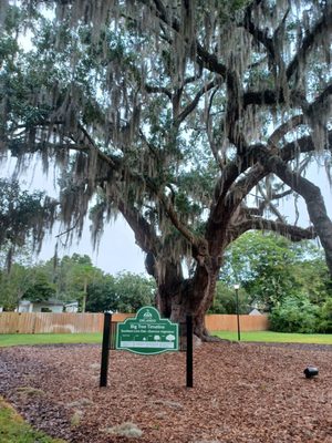 BIG TREE PARK - Updated August 2024 - 14 Photos - 930 N Thornton Ave ...