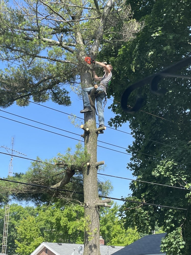 TODD’S TREE SERVICE - Updated January 2026 - 11 Photos - Swanton, Ohio ...