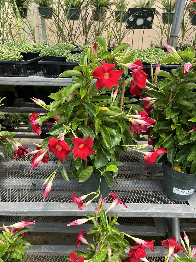 RIGHTWAY GARDEN CENTER - Updated October 2025 - 36 Photos & 12 Reviews ...