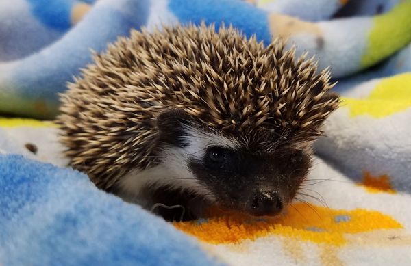 JANDA EXOTICS ANIMAL RANCH - Updated November 2024 - 34 Photos - 910 ...