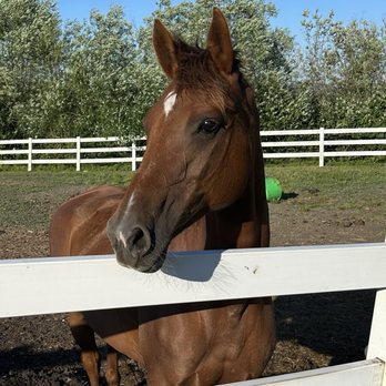 RED HAWK STABLES - Updated March 2025 - 22 Photos & 15 Reviews - 1445 ...