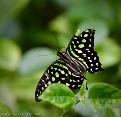 THE BUTTERFLY PLACE - Updated May 2025 - 319 Photos & 101 Reviews - 120 ...