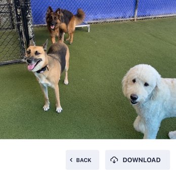 BEACHES JET SET PETS - Updated December 2025 - 11 Photos & 14 Reviews ...