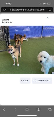 BEACHES JET SET PETS - Updated May 2025 - 11 Photos & 13 Reviews - 949 ...