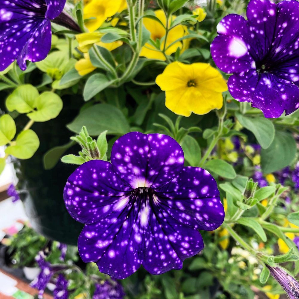 LYN’S FLOWERS AND GARDEN - TEMP. CLOSED - 24 Photos - Nurseries ...