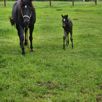 SOUTHERN CROSS RANCH - Updated December 2025 - 79 Photos & 37 Reviews ...