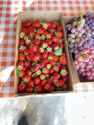 JOHNSON U-PICK FARM - Updated May 2024 - 73 Photos & 13 Reviews - 113 Higgins Ave, Gridley ...