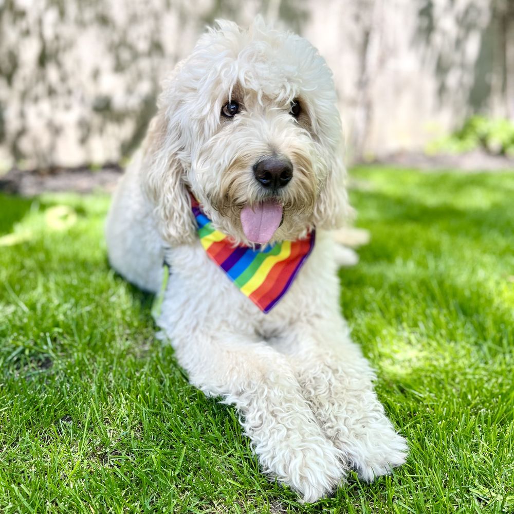 PRIDE PAWS - Updated January 2025 - Request a Quote - Toronto, Ontario ...