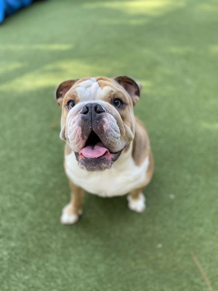 PETS R FAMILY VETERINARY HOSPITAL - Updated December 2024 - 114 Photos ...