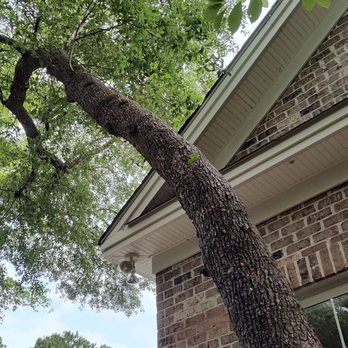 MARIO TREE CREW SERVICE - Updated December 2025 - 17 Photos - Myrtle ...