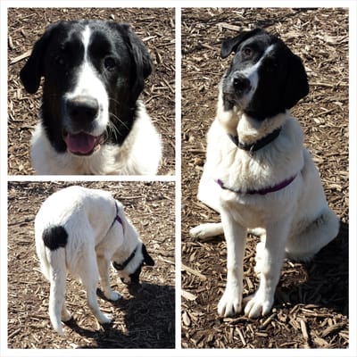 WHATCOM HUMANE SOCIETY - Updated December 2025 - 124 Photos & 43 ...