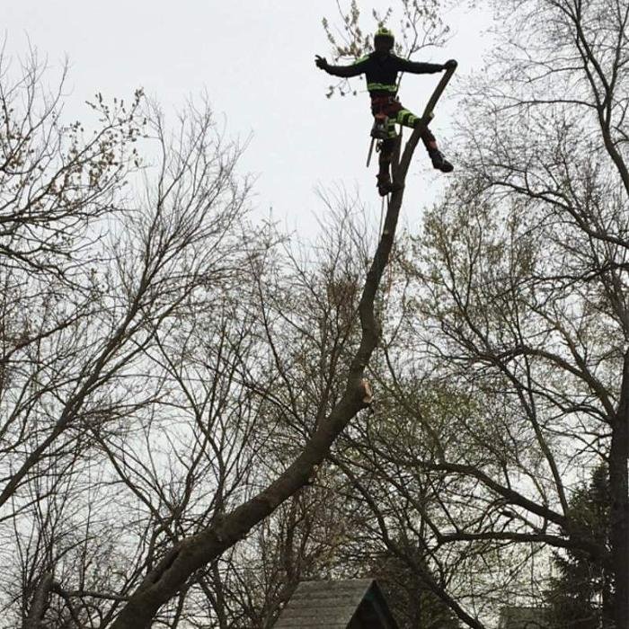 WHITE PINE TREE SERVICE - Updated December 2025 - 17 Photos - 24019 ...