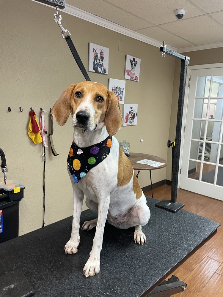 BARK N BUFF PET SALON - Updated August 2025 - 10 Photos - 3720 E 2nd St ...
