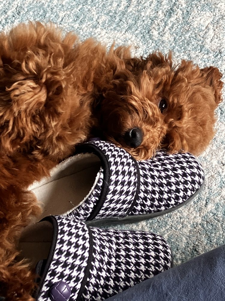 PETS-N-PALS - Updated November 2025 - 23 Photos & 29 Reviews - 1008 B ...