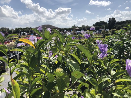 THE BUSHEL STOP - 150 Photos & 42 Reviews - 8596 W Atlantic Ave, Delray ...