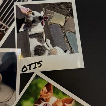 CELLAR DOG - Updated December 2025 - 20 Photos & 15 Reviews - 258 S ...