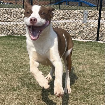 ANDERSON COUNTY PAWS - Updated October 2025 - 15 Photos & 15 Reviews ...