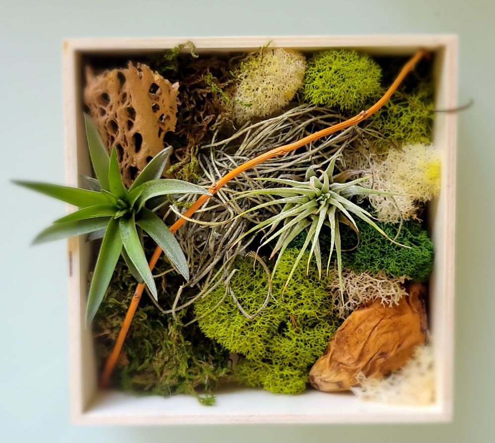 FUN WITH PLANTS - Updated July 2025 - 83 Photos - Orange, California ...