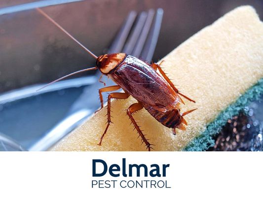 DELMAR PEST CONTROL - Updated December 2025 - 10 Photos & 20 Reviews ...