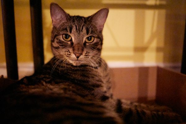 MEOW CAT LOUNGE - Updated January 2026 - 54 Photos & 13 Reviews - 630 ...