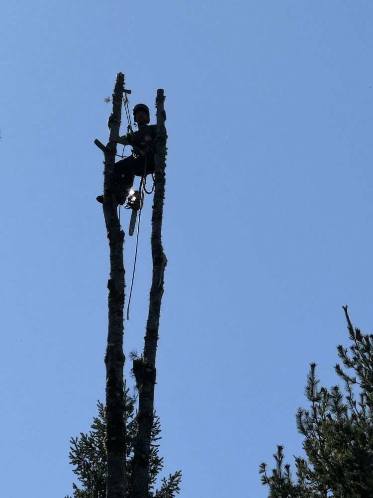 ARBOR LOGIC TREE SERVICES - Updated May 2026 - Puyallup, Washington ...
