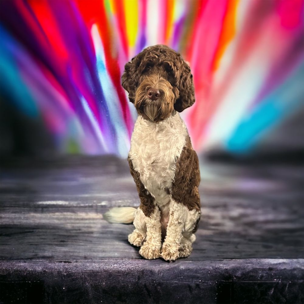 FOXY PAWS GROOMING - 18 Photos - Brazos Bend, Texas - Pet Groomers ...