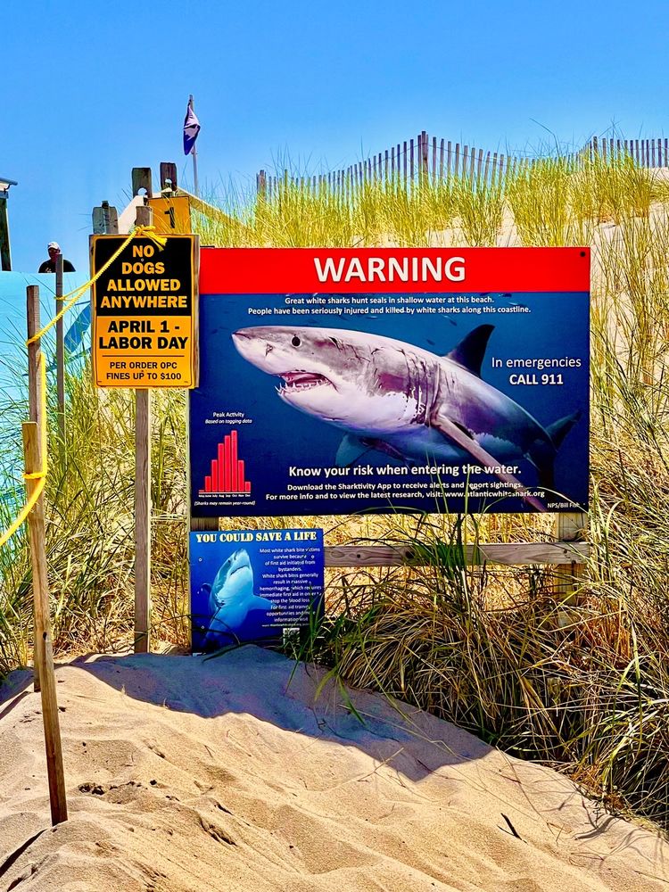 NAUSET BEACH - Updated July 2024 - 162 Photos & 74 Reviews - 250 Beach ...