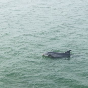 The Original Dolphin Watch - 123 Photos & 85 Reviews - Tours - 33256 ...