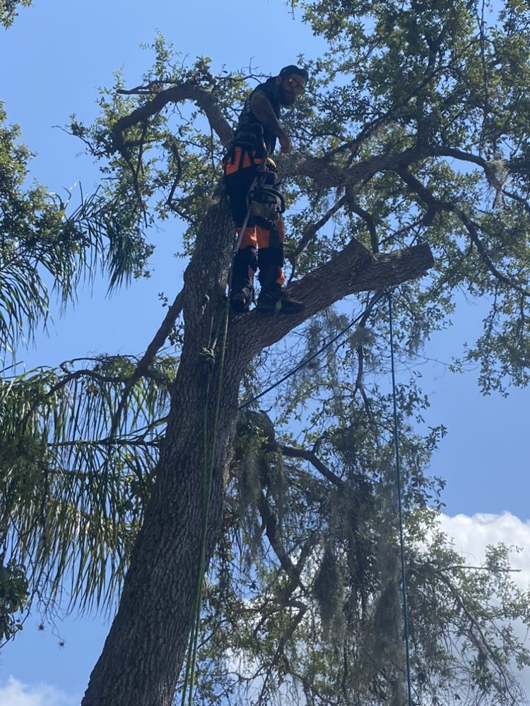 THE PERFECT CUT TREE SERVICE - Updated December 2025 - Middleburg ...