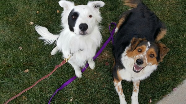 COLORADO CORRECTIONAL INDUSTRIES PRISON TRAINED DOG PROGRAM - Updated ...