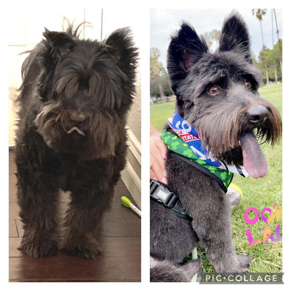 WAG YOUR TAIL - Updated March 2025 - 348 Photos & 371 Reviews - 4178 ...