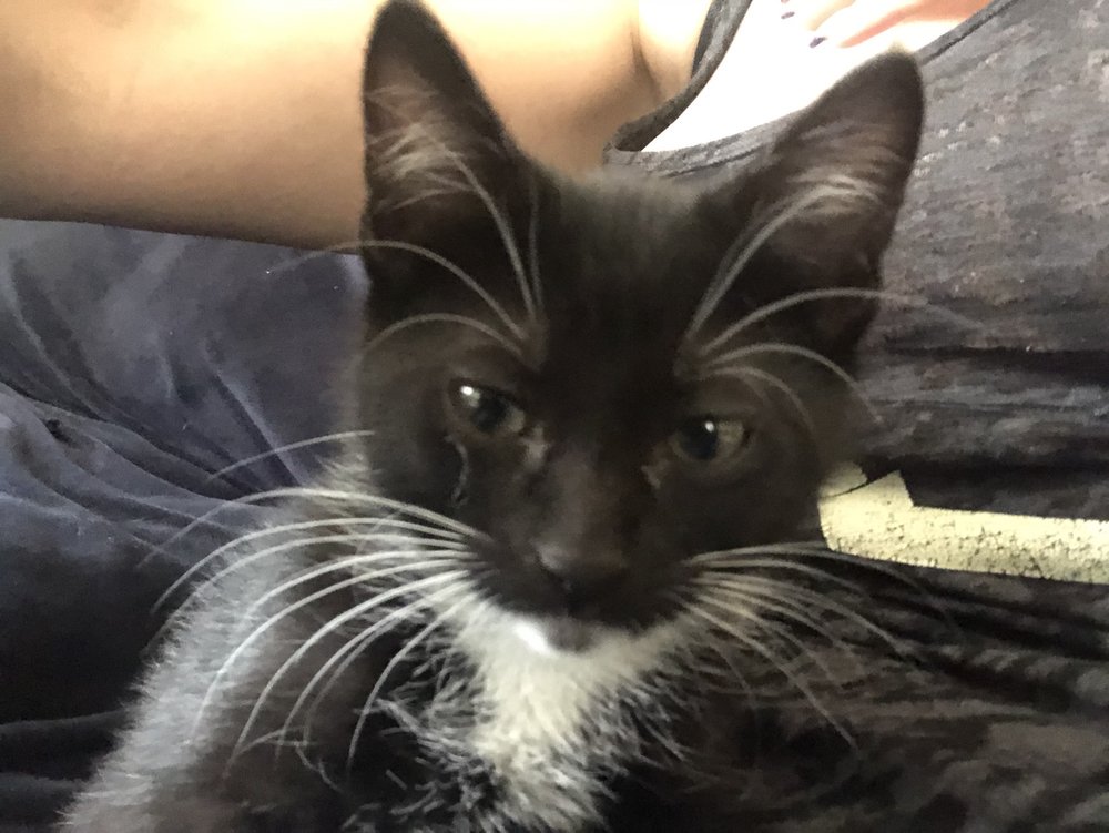 LOS ANGELES COUNTY ANIMAL CARE & CONTROL - CARSON/GARDENA - Updated ...