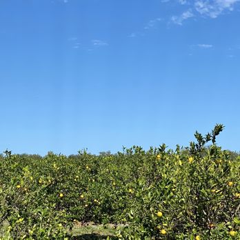 RIDGE ISLAND GROVES - Updated December 2025 - 192 Photos & 33 Reviews ...