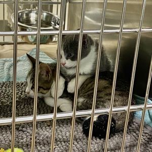 HUMANE SOCIETY FOR SOUTHWEST WASHINGTON - Updated October 2025 - 33 ...