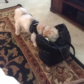 SEASIDE PUPS - Updated August 2025 - 5544 Cynthia Ln, Naples, Florida ...