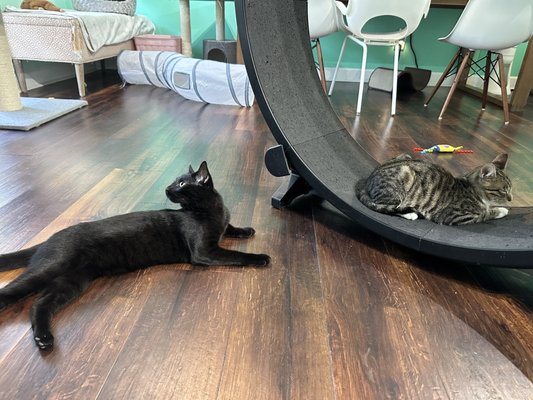 GOOD LUCK CAT CAFE - Updated May 2024 - 70 Photos & 43 Reviews - 901 ...