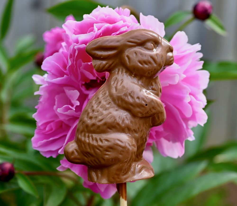 GINGER ELIZABETH CHOCOLATES - Updated October 2025 - 255 Photos & 31 ...