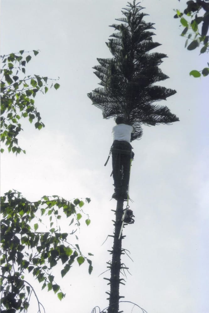 BOB’S TREE SERVICE - Updated May 2024 - Whittier, California - Tree ...