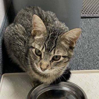 LOMA LINDA ANIMAL HOSPITAL - TEMP. CLOSED - Updated May 2024 - 219 ...