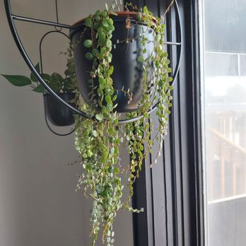 BANZO - Updated October 2024 - 227 Photos & 444 Reviews - 2105 Sherman ...