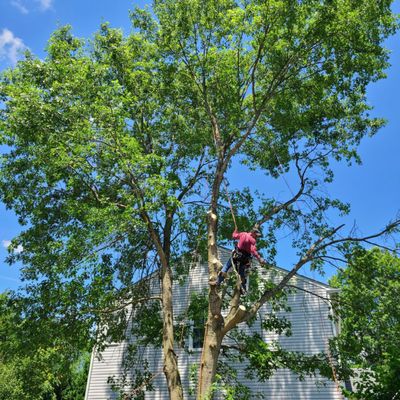 DIAZ TREE SERVICE - Updated October 2025 - 7607 Pine Streer, Manassas ...