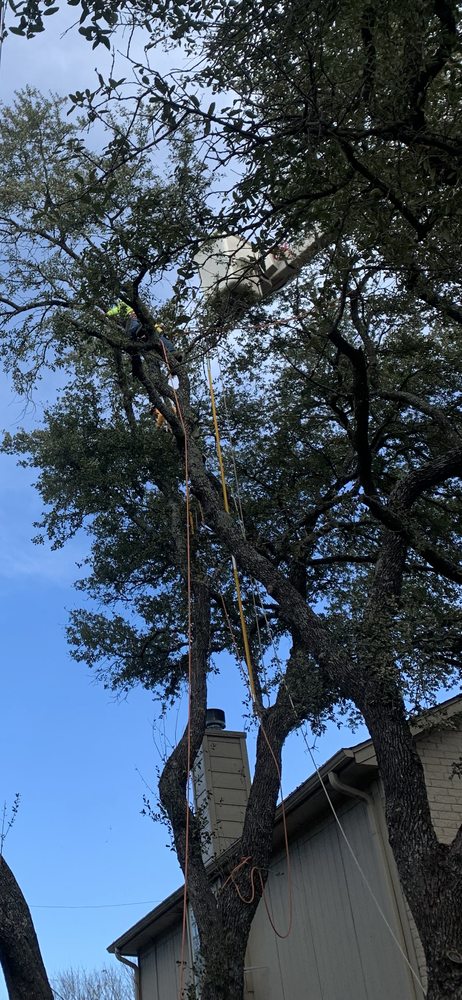 ALEX TREES SERVICES - Updated October 2025 - 1215 Frontage Dr ...